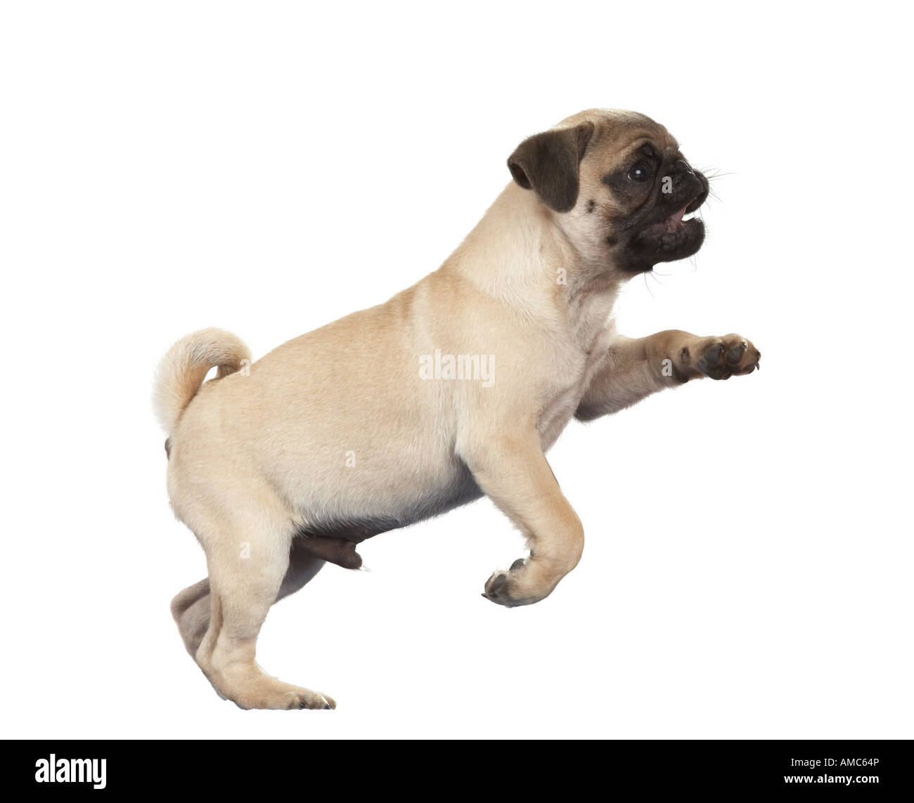 Puppy cut hi-res stock photography and images - Alamy