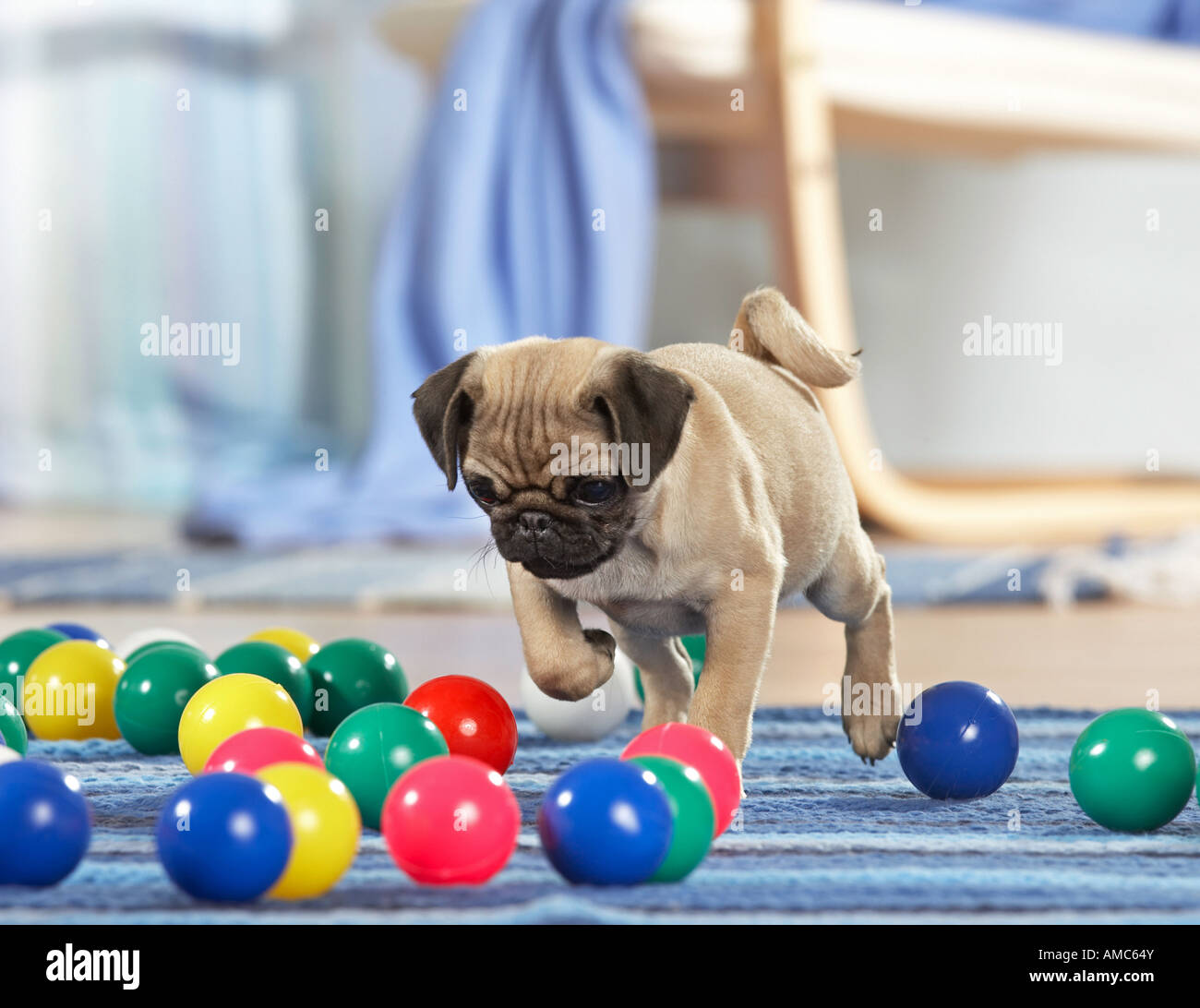 pug dog - puppy - playing Stock Photo - Alamy