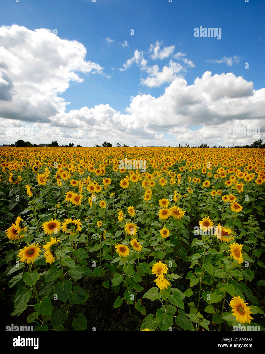 Corsham summer hi-res stock photography and images - Alamy