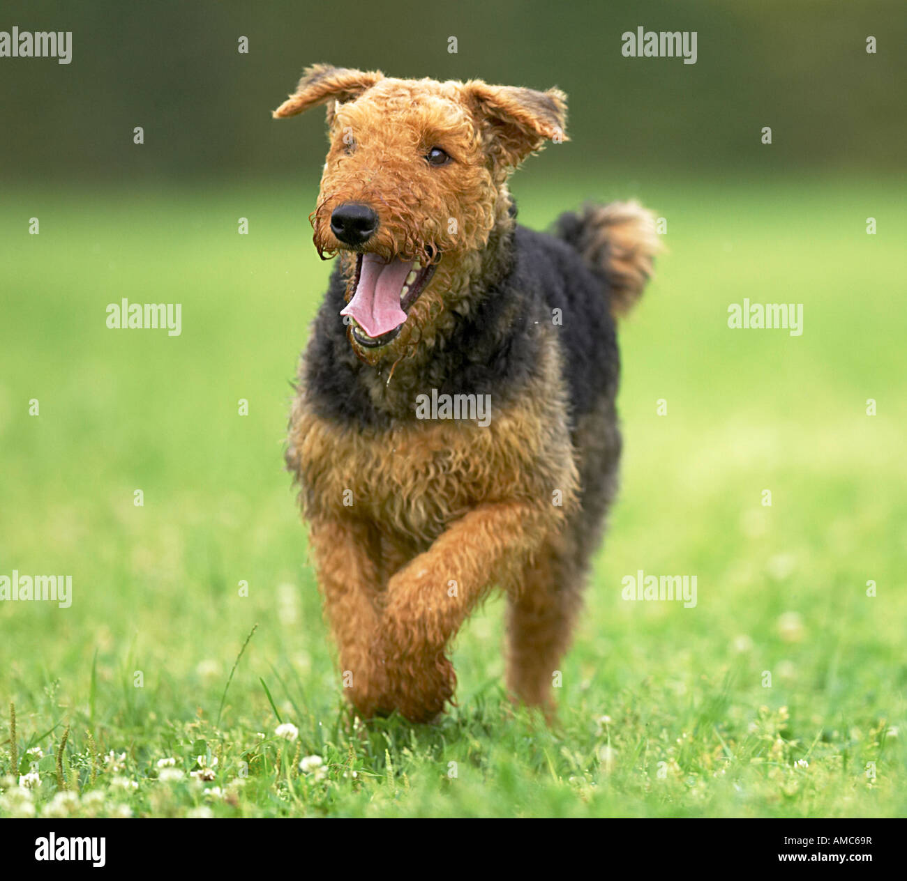 Airedale Terrier. Adult running on a meadow Stock Photo - Alamy