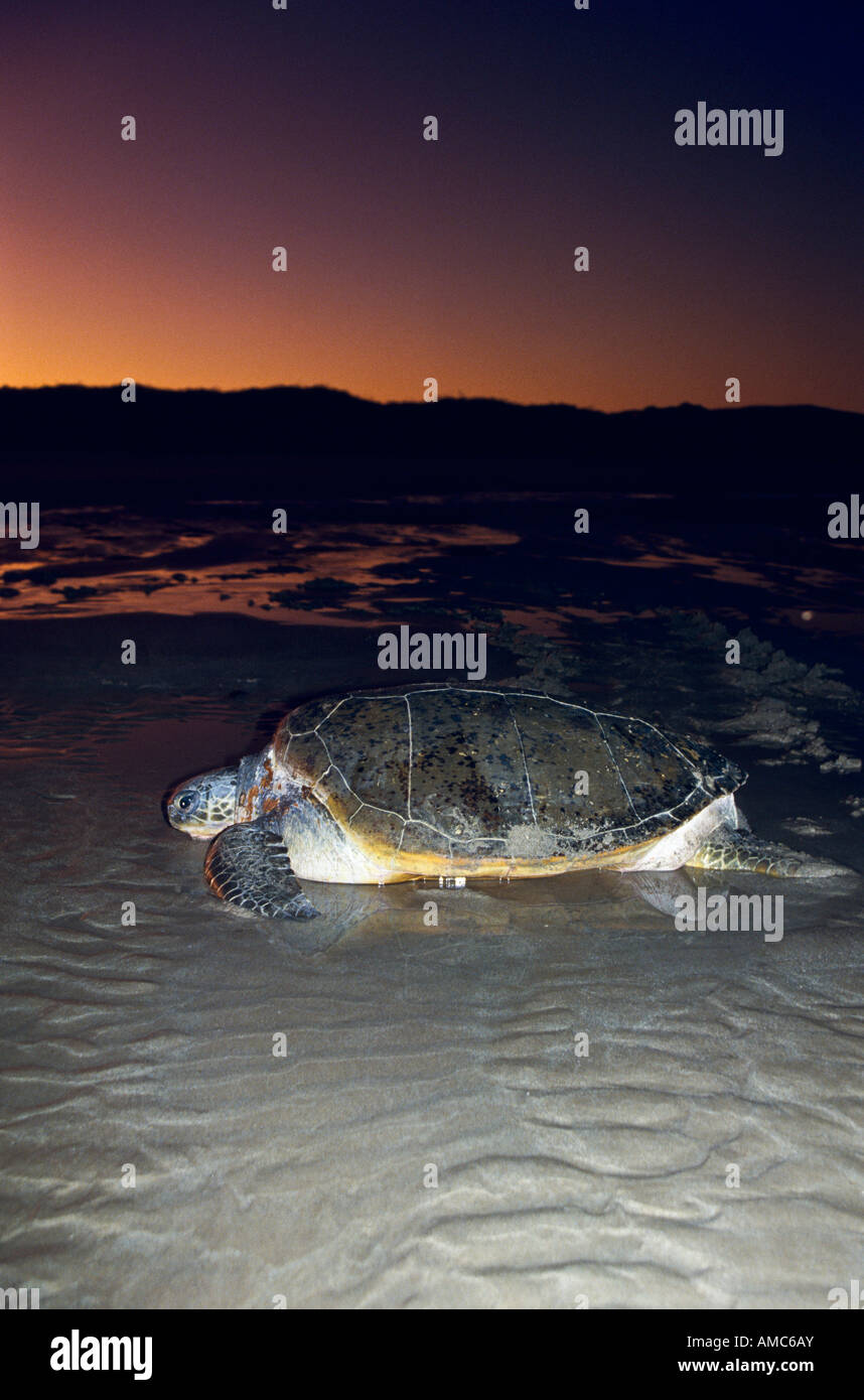 Body mottled dark green hi-res stock photography and images - Alamy