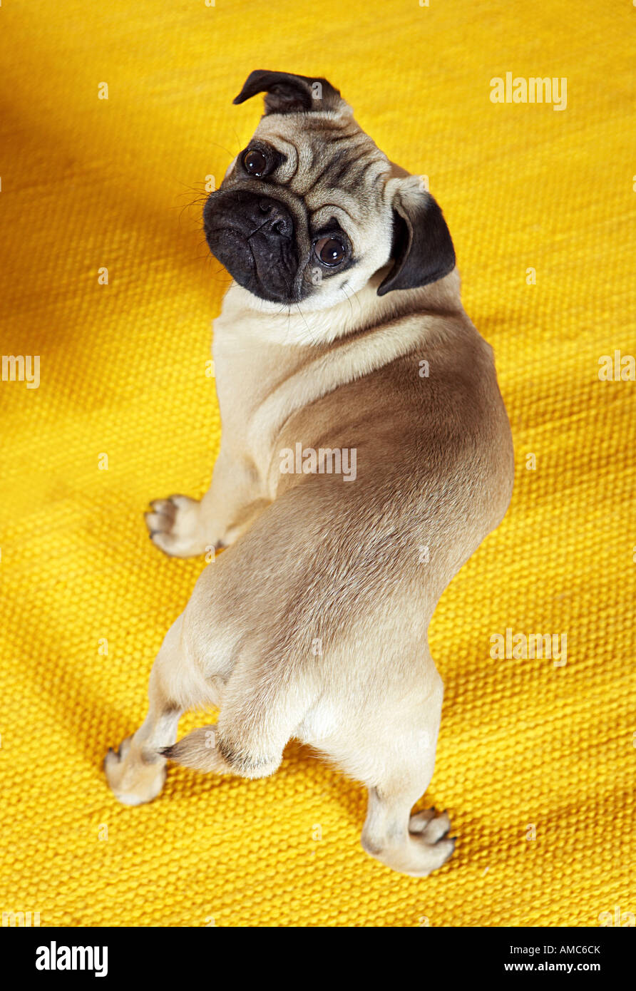 Dog stands stand standing up hi-res stock photography and images - Alamy