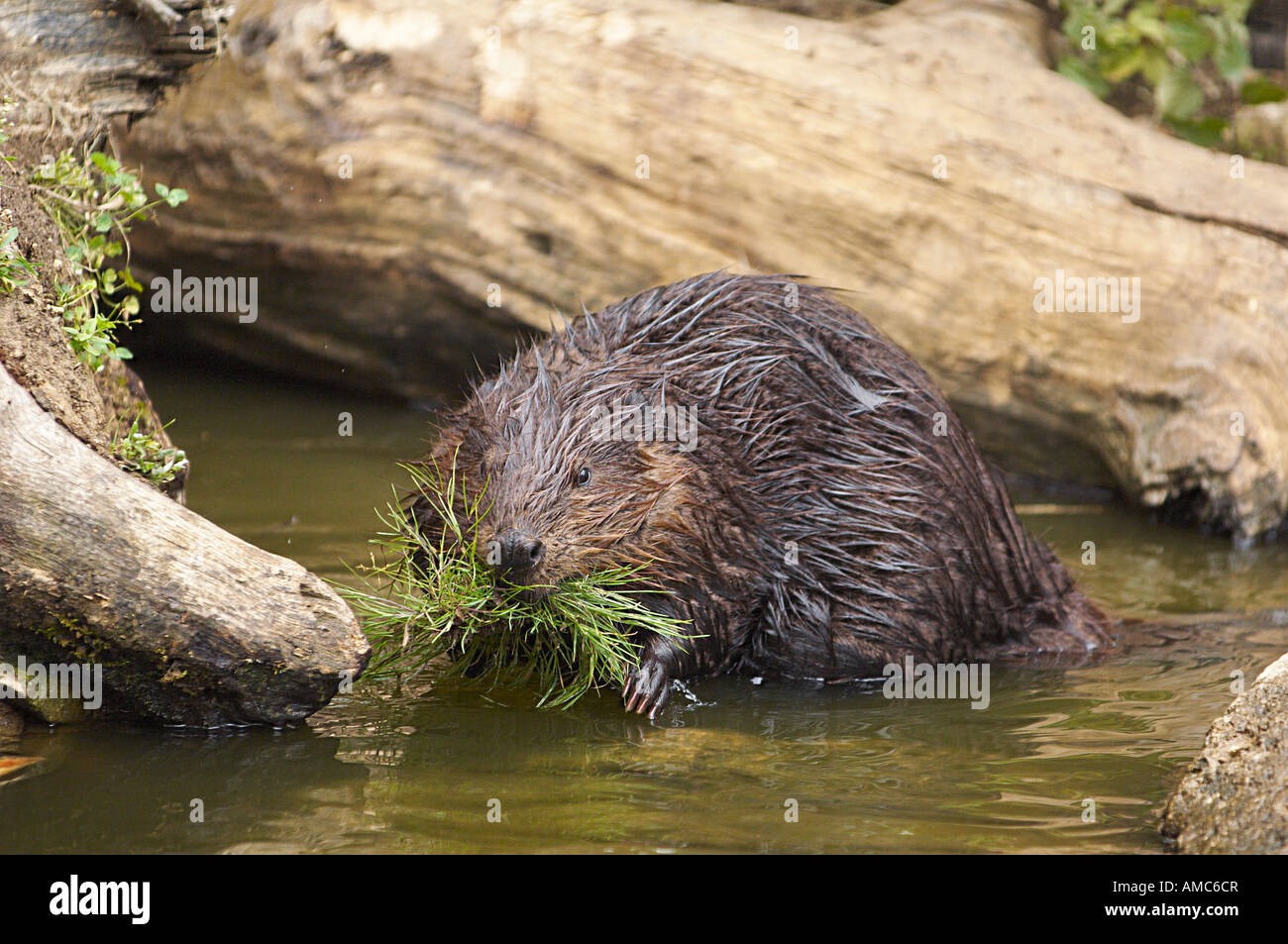 Beaver (Castor fiber). Adult in water with grass in its mouth Stock ...