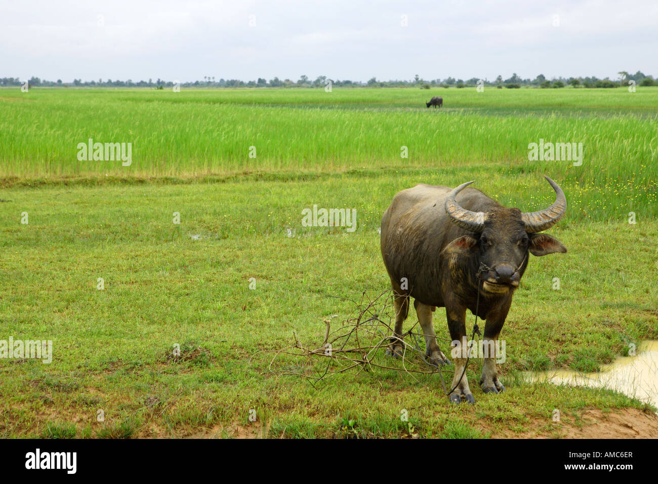 Ox in Field, Cambodia Stock Photo - Alamy