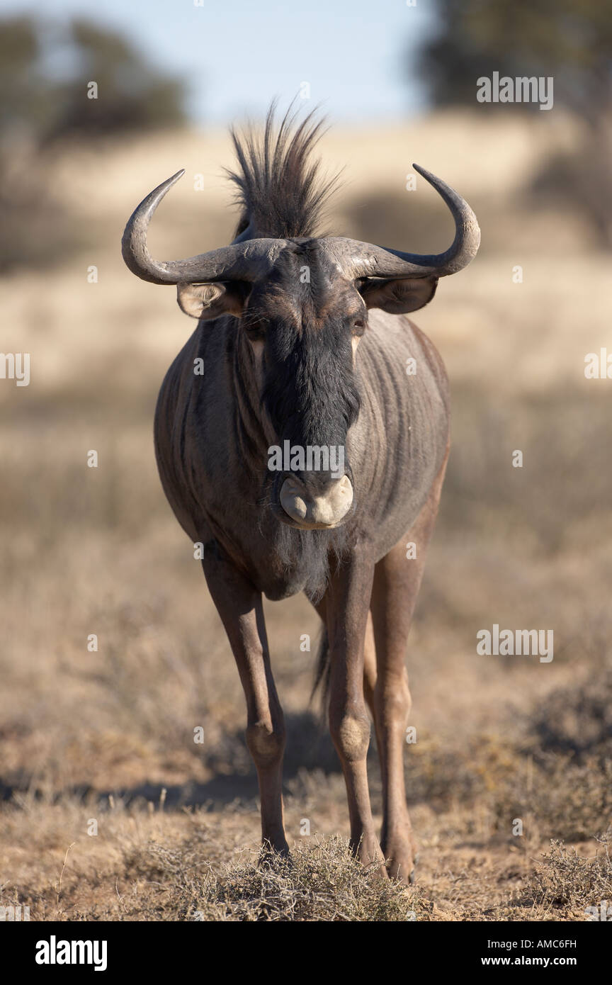 Blue Wildebeest or Brindled gnu (Connochaetes taurinus Stock Photo - Alamy