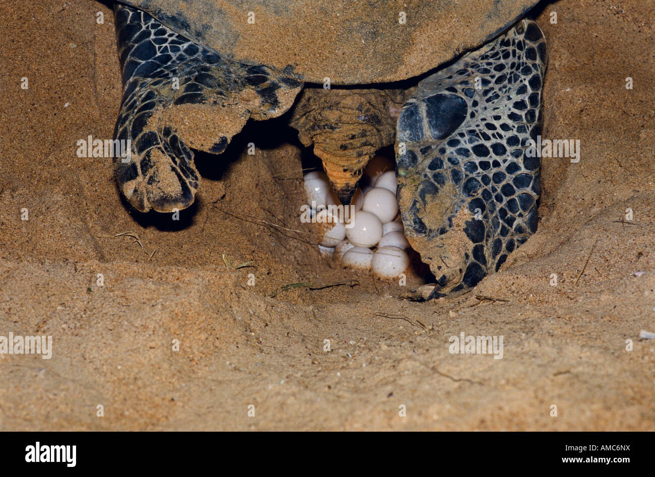 Turtle behind view hi-res stock photography and images - Alamy