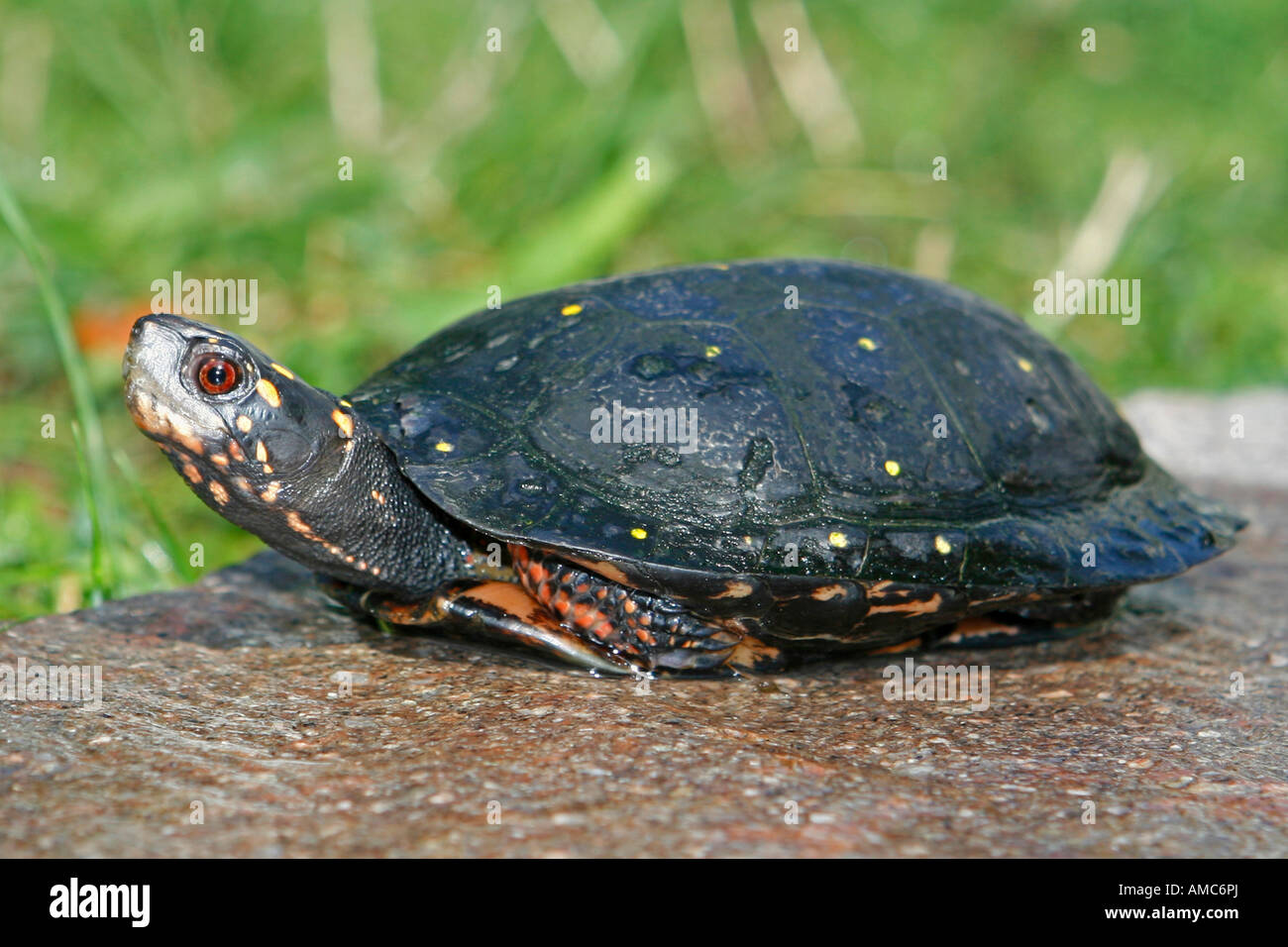 Clemmys guttata hi-res stock photography and images - Alamy
