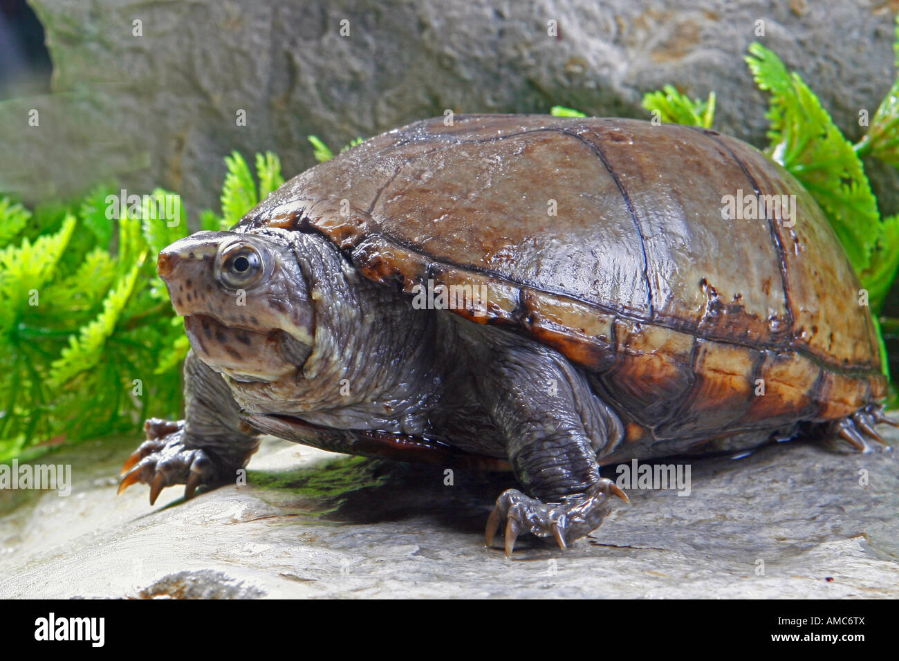 common musk turtle / Sternotherus odoratus Stock Photo - Alamy