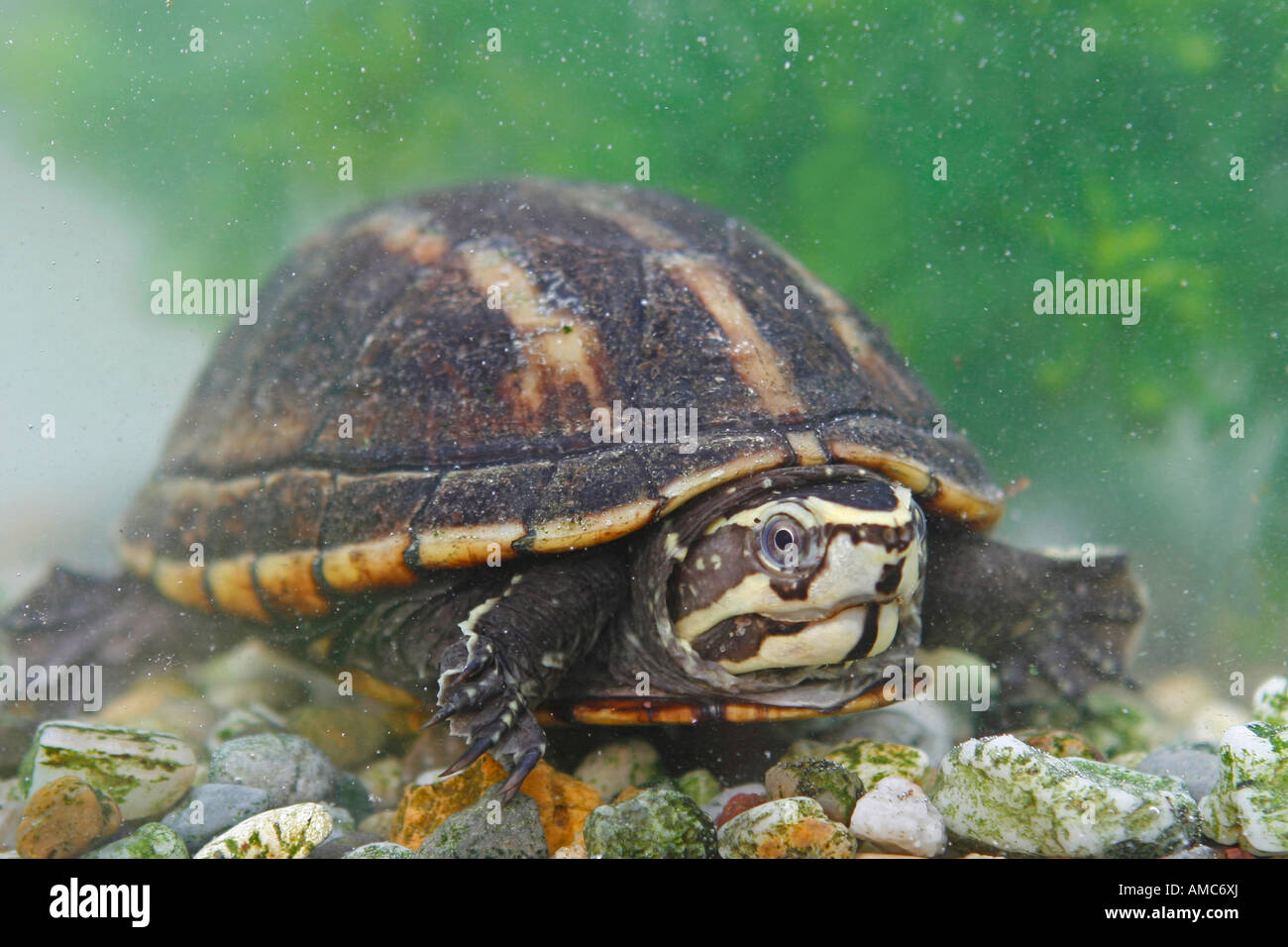 Striped Mud Turtle in water / Kinosternon baurii Stock Photo - Alamy