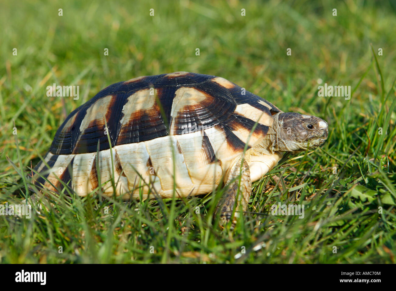 young Marginated Tortoise on meadow / Testudo marginata Stock Photo - Alamy