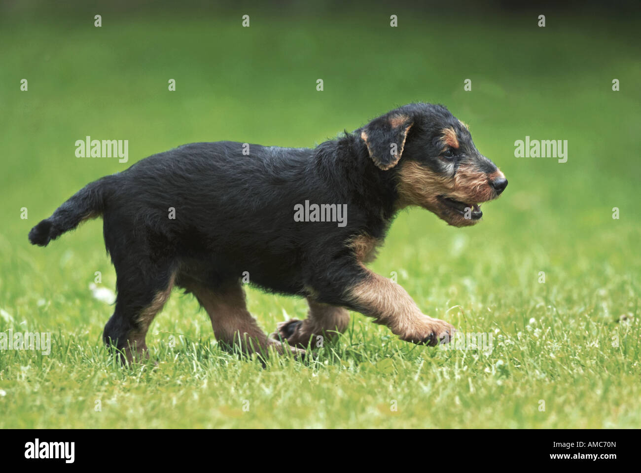 Airedale terrier side hi-res stock photography and images - Alamy