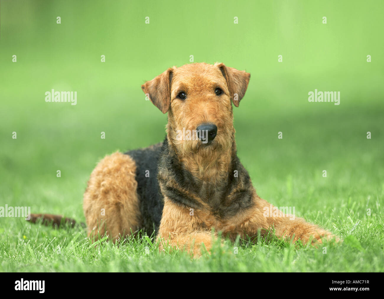 Airedale terrier dog lying hi-res stock photography and images - Alamy