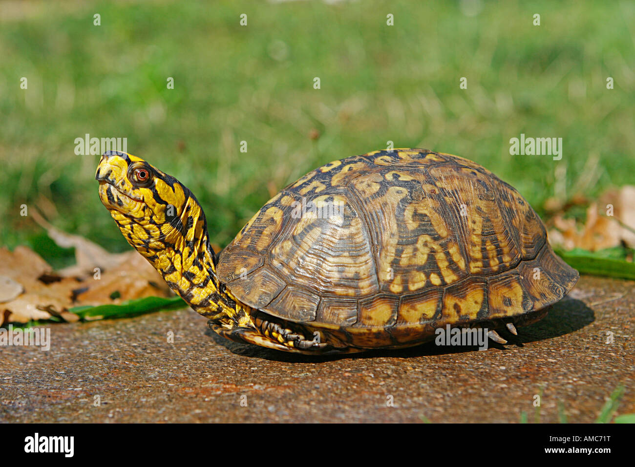 eastern box turtle / Terrapene carolina carolina Stock Photo - Alamy