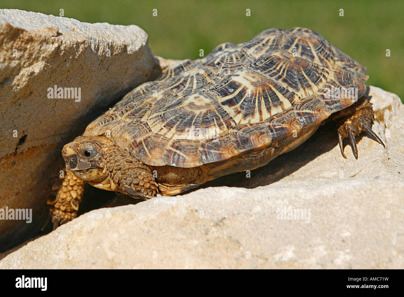Pancake Tortoise (Malacochersus tornieri) on a rock Stock Photo - Alamy