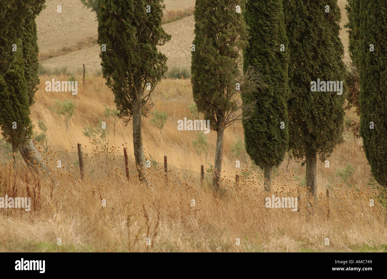 Tuscan landscape and cyprus trees hi-res stock photography and images ...