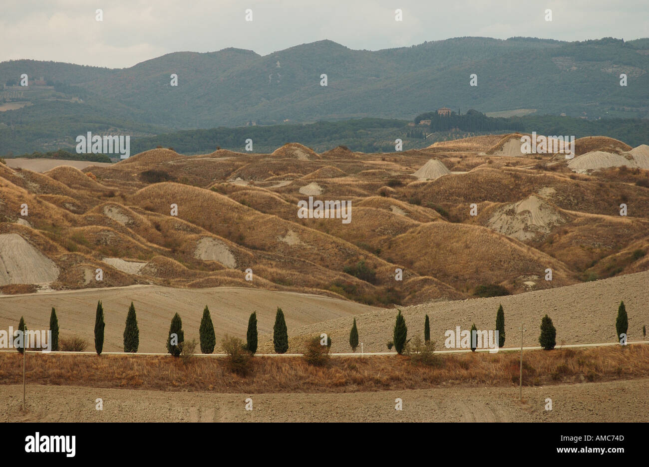 Tuscan landscape and cyprus trees hi-res stock photography and images ...