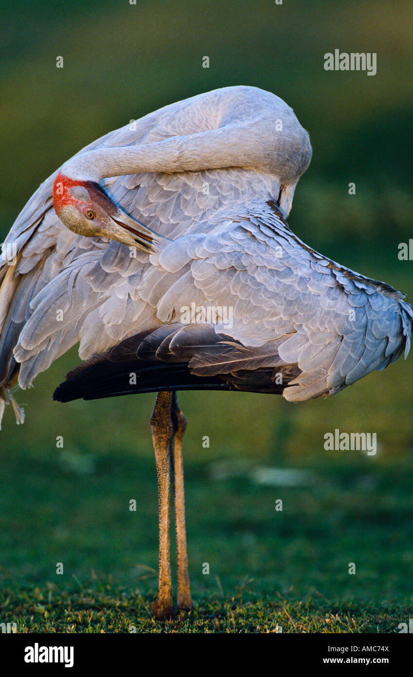 Brolga crane preening hi-res stock photography and images - Alamy