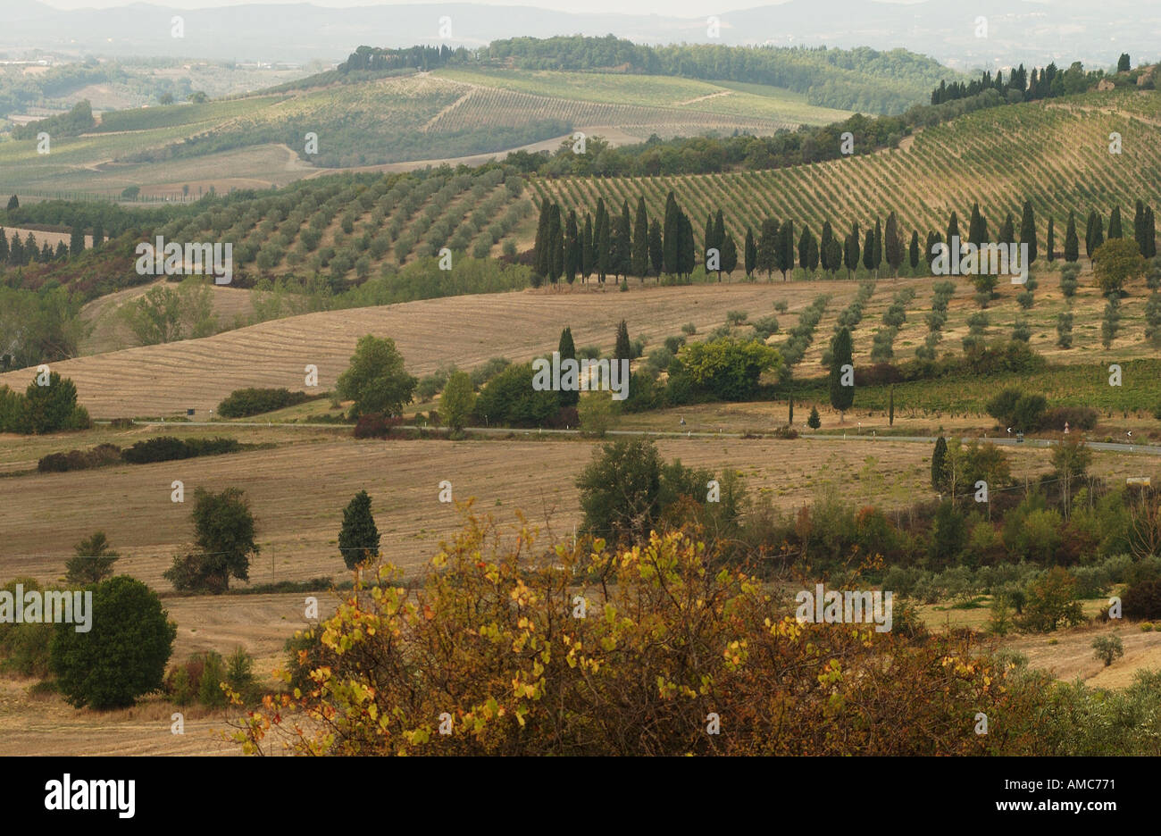 Tuscan landscape and cyprus trees hi-res stock photography and images ...