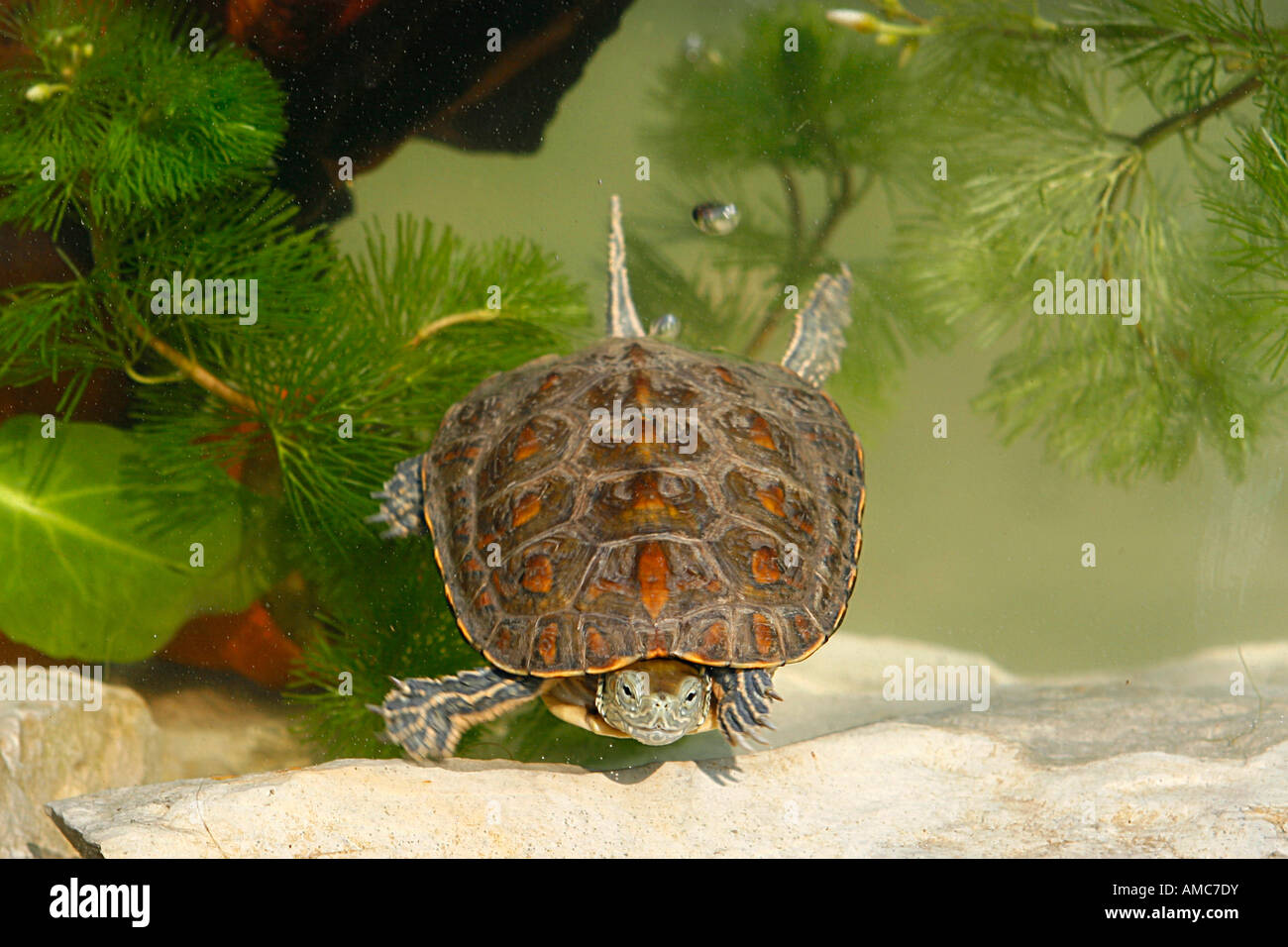 Eastern Caspian Turtle (Mauremys caspica caspica) swimming under water ...