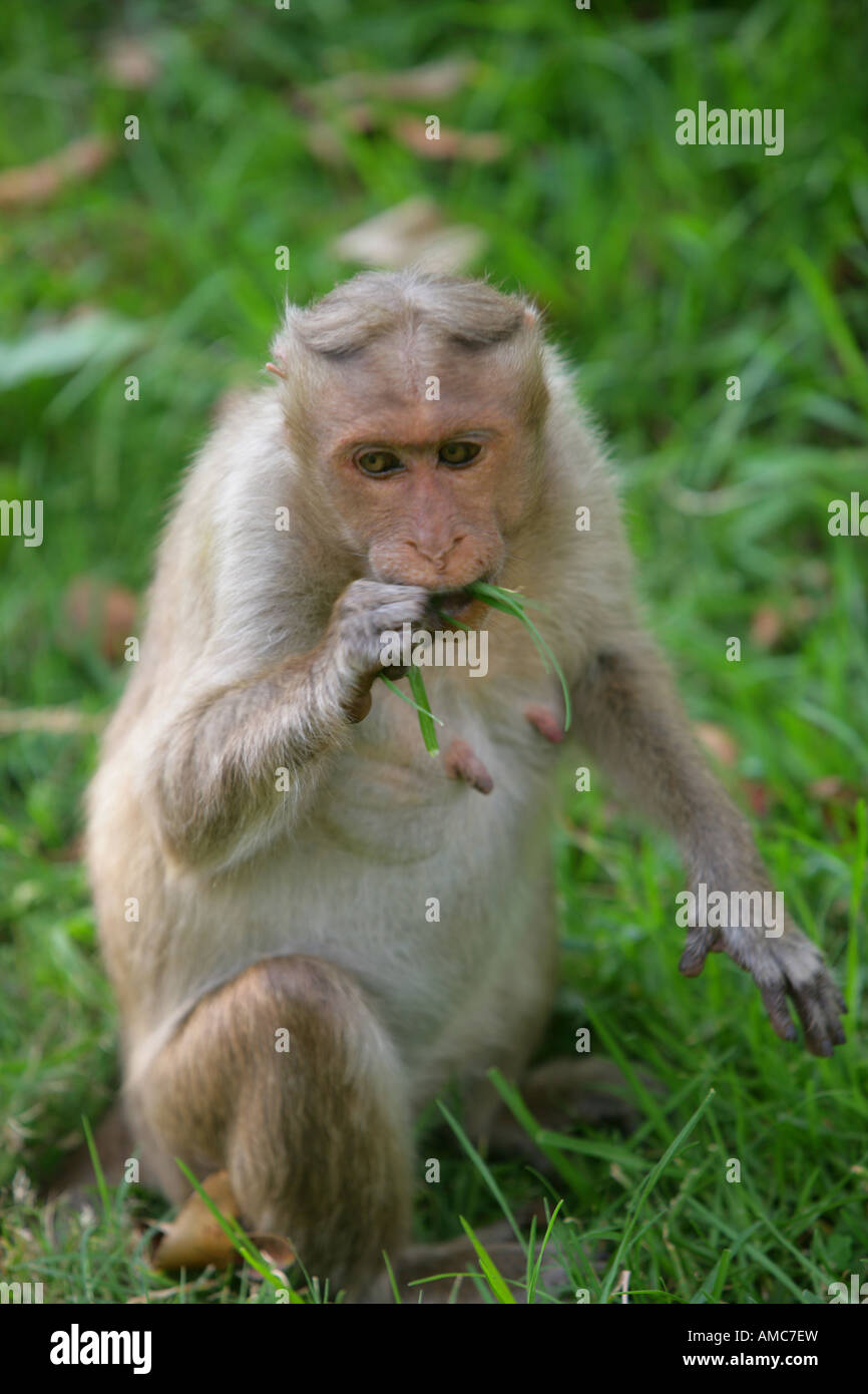 Monkey eating grass in Nandi Hills a hill station near Bangalore India ...