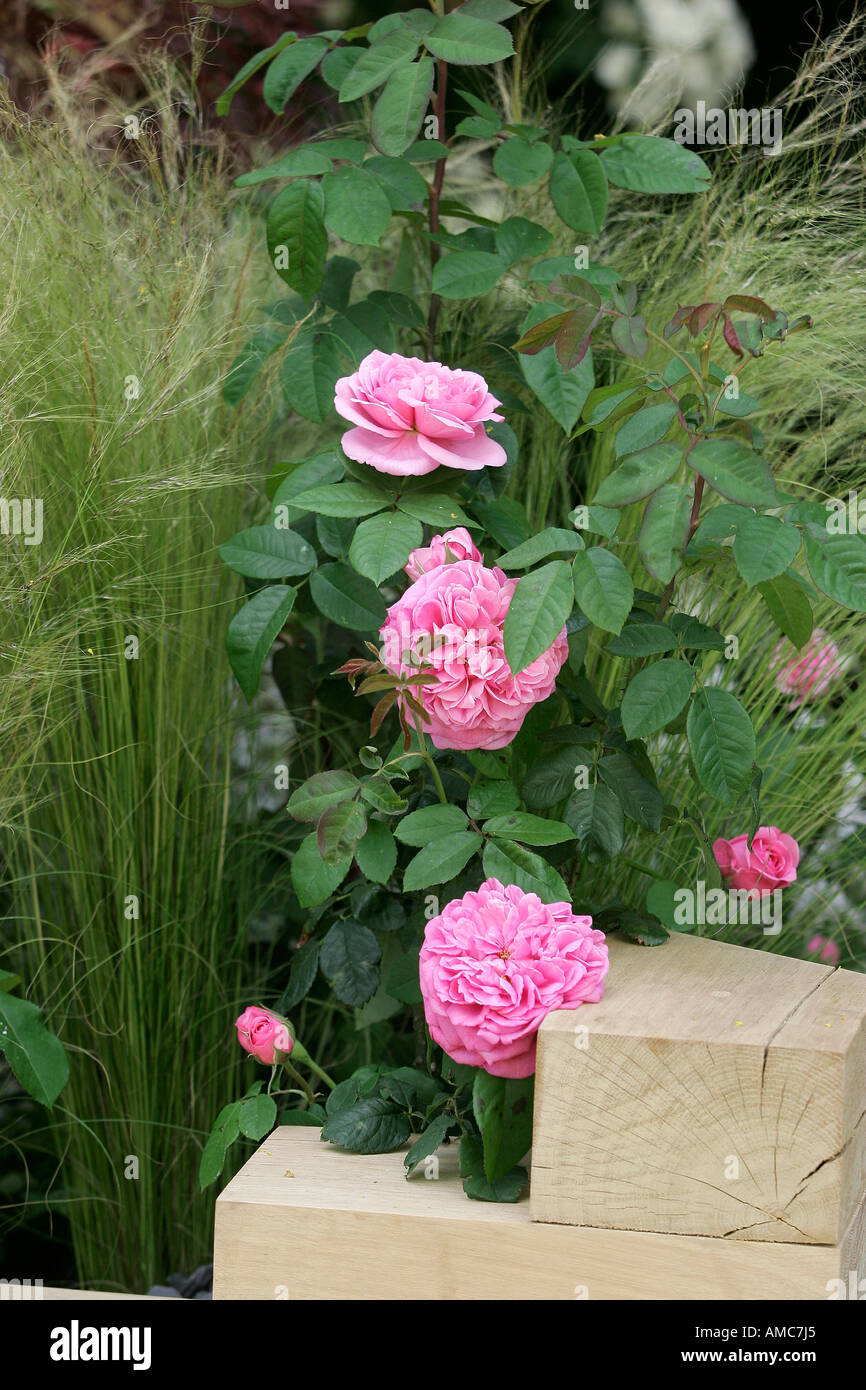 HAMPTON COURT PALACE FLOWER SHOW 2006 Stock Photo - Alamy