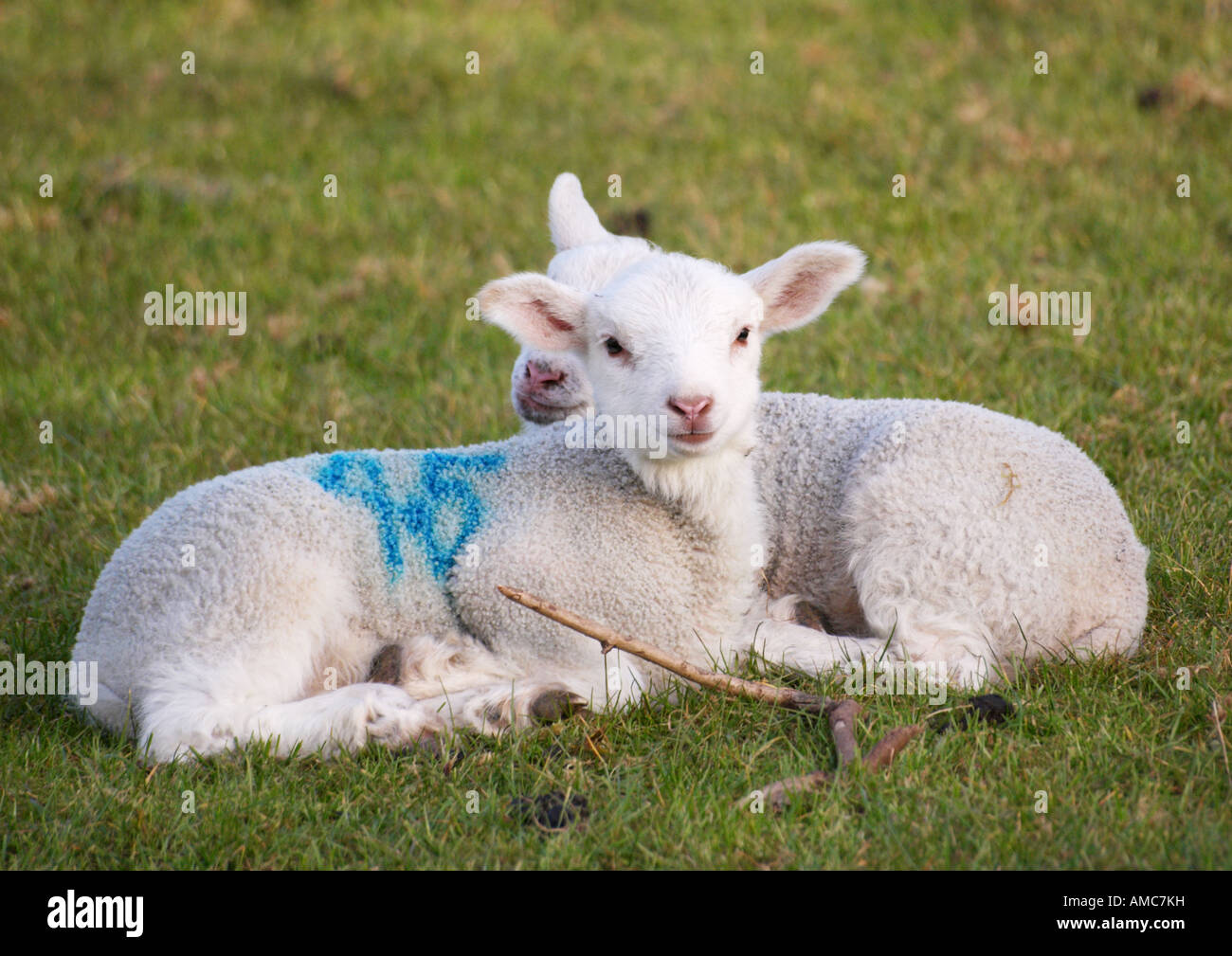 Two spring Lambs resting in a Chilterns field in Buckinghamshire Stock ...