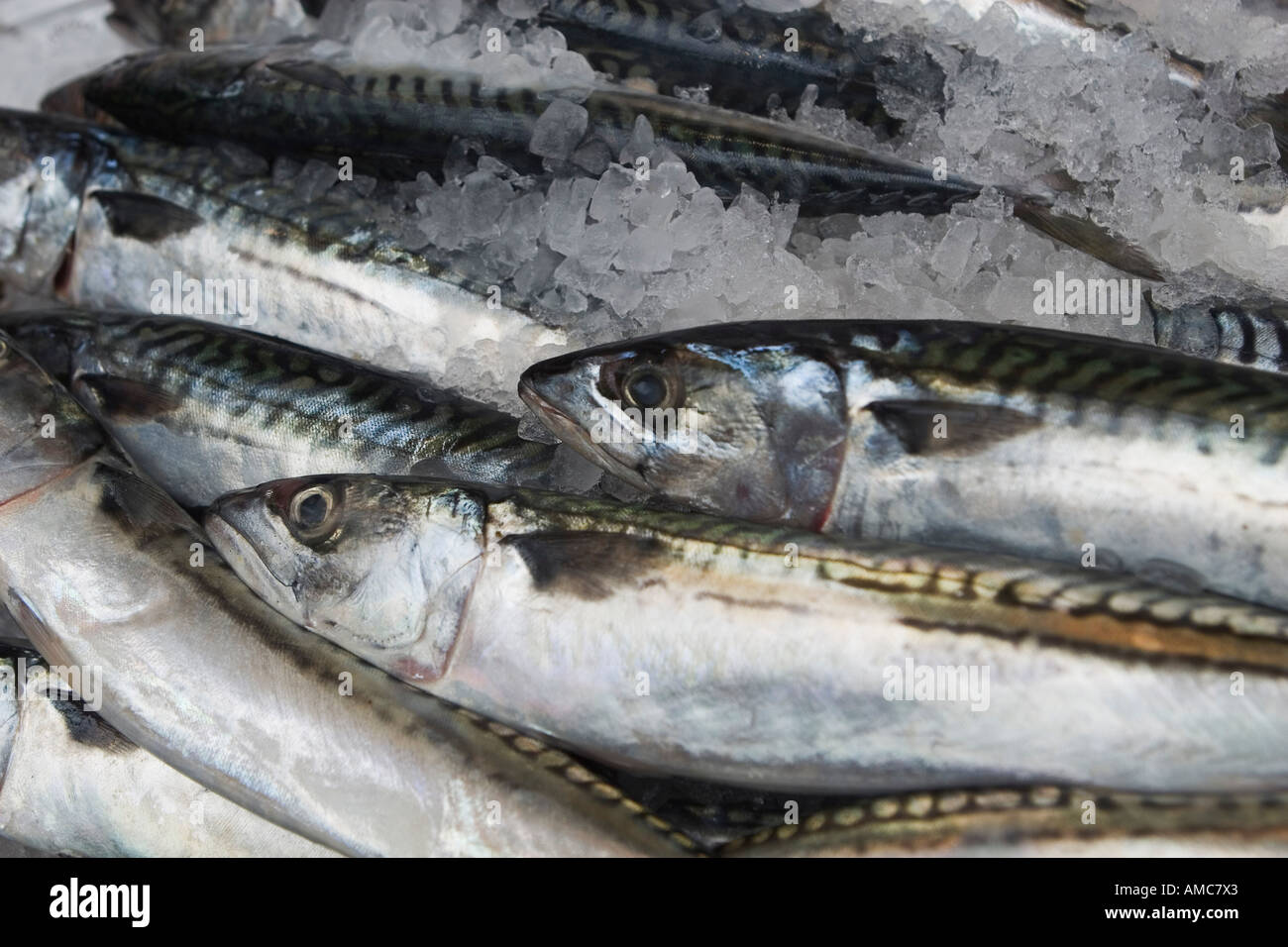 Cornish Mackerel, Borough Organic Market, London, England Stock Photo ...
