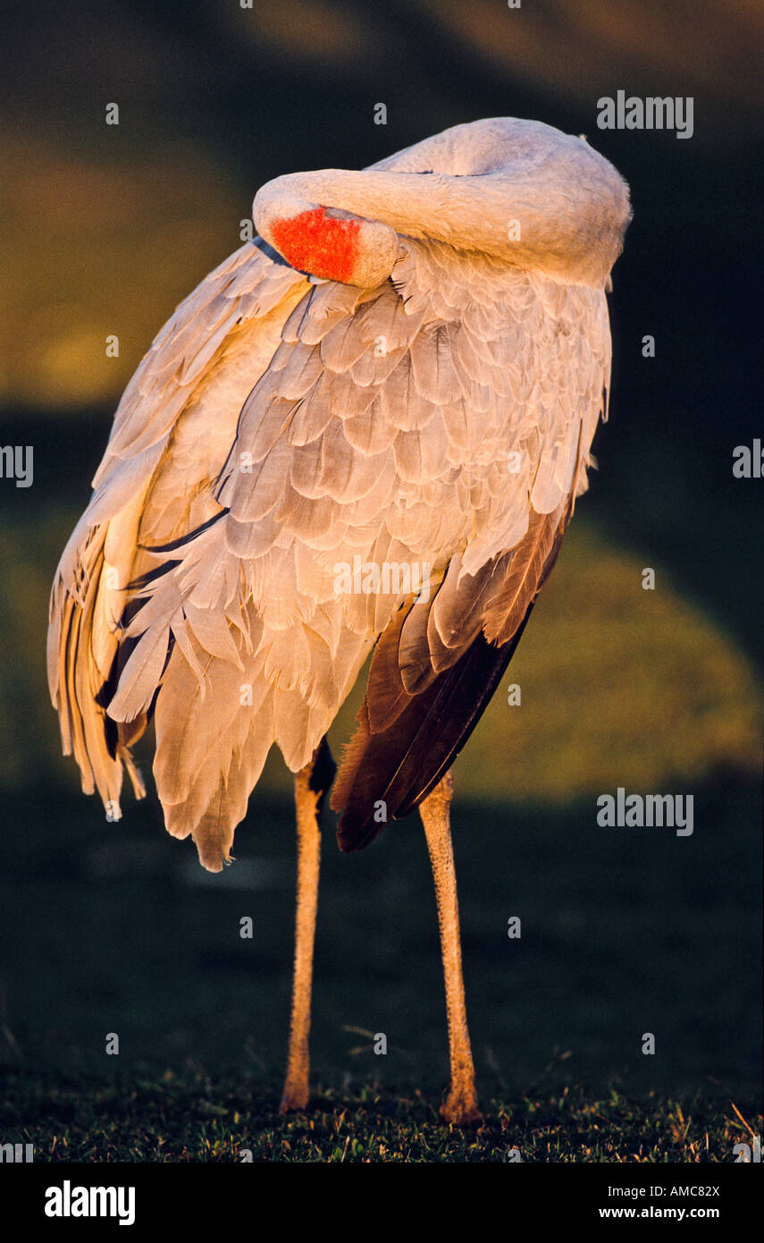 Brolga crane preening hi-res stock photography and images - Alamy