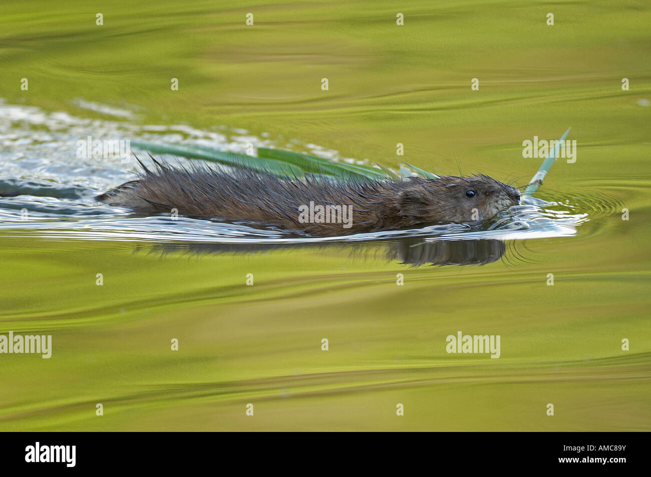 Muskrat (Ondatra zibethicus) swimming Stock Photo - Alamy