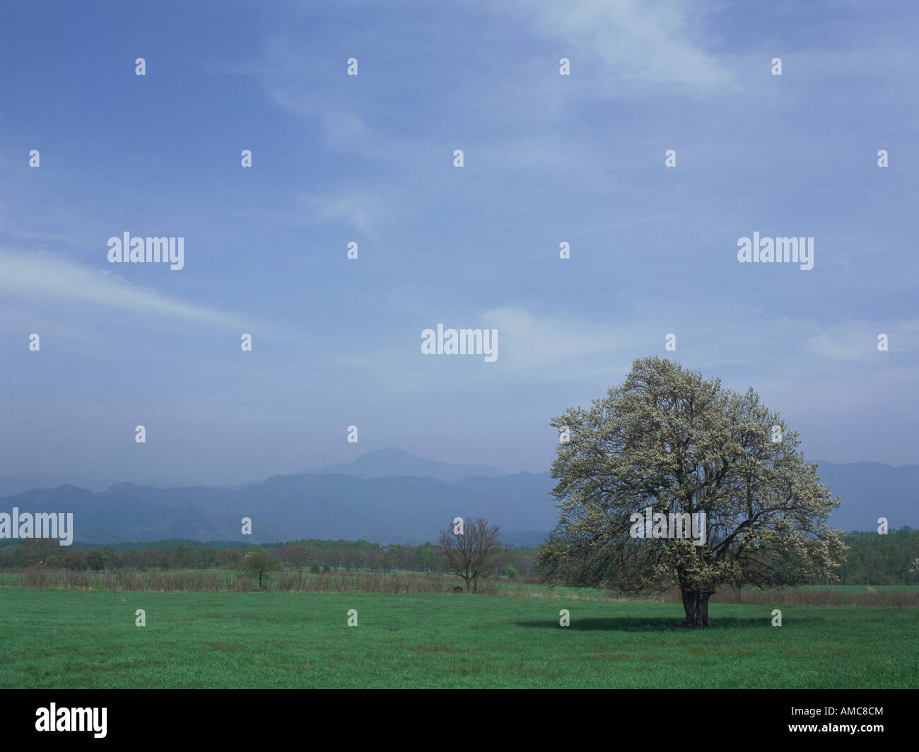 Pear tree in green field, Nobeyama, Nagano Prefecture, Japan Stock ...