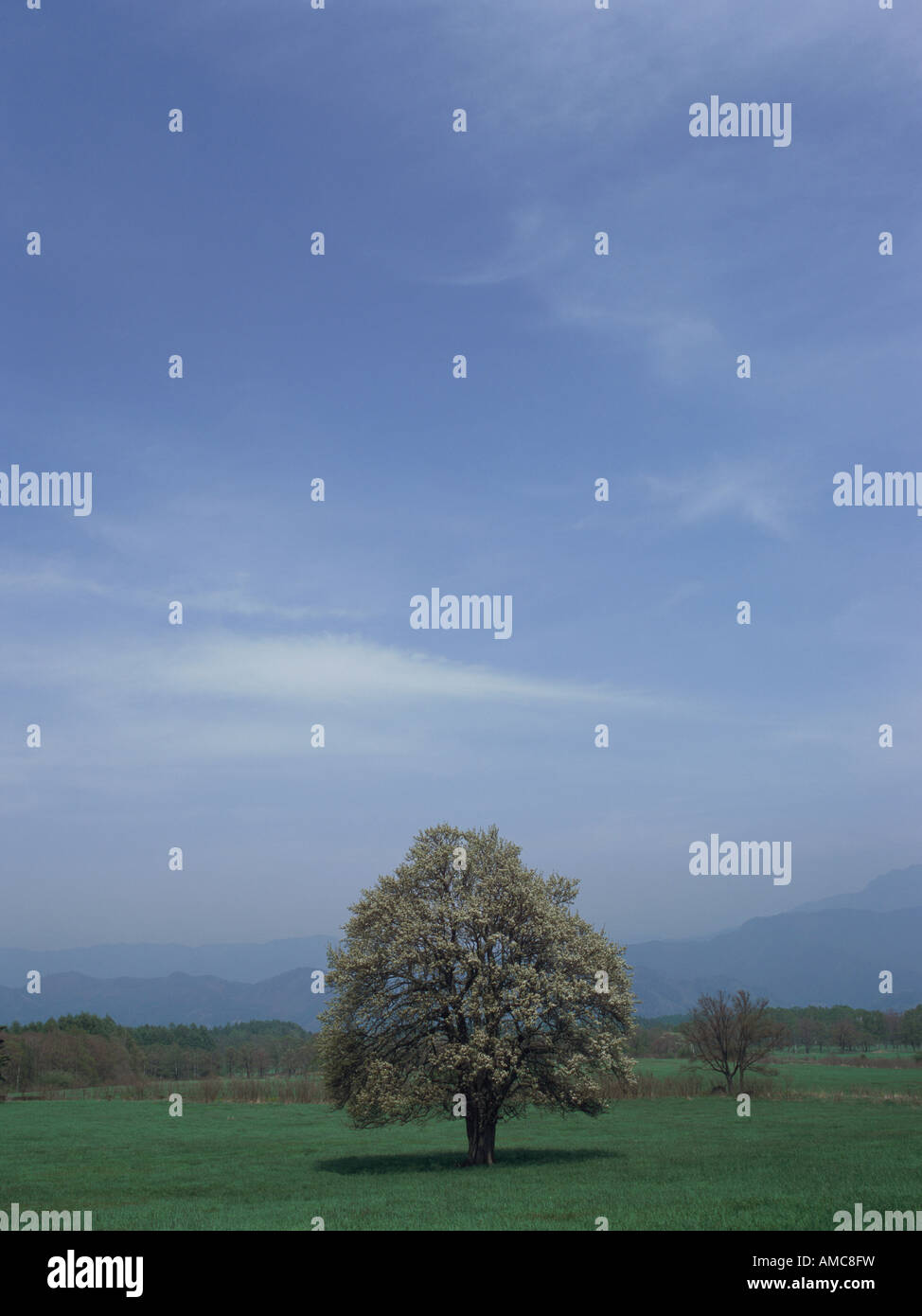 Pear tree in green field, Nobeyama, Nagano Prefecture, Japan Stock ...