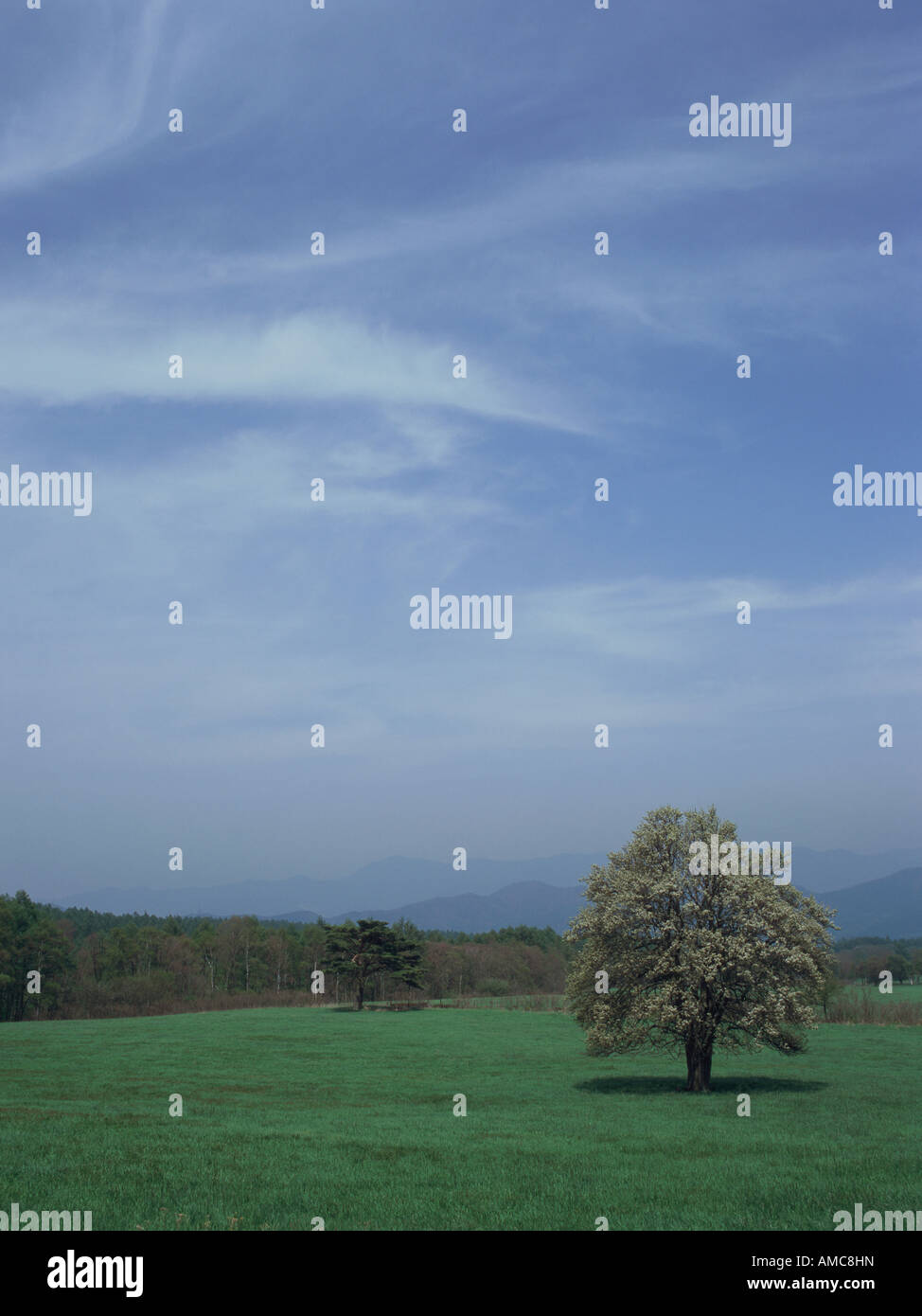 Pear tree in green field, Nobeyama, Nagano Prefecture, Japan Stock ...