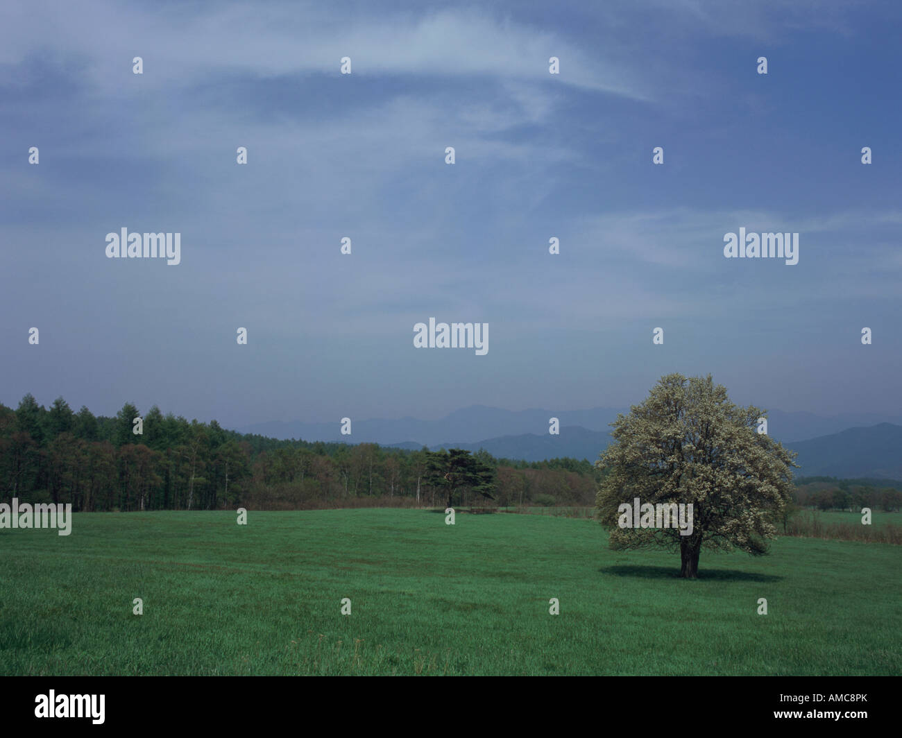 Pear tree in green field, Nobeyama, Nagano Prefecture, Japan Stock ...