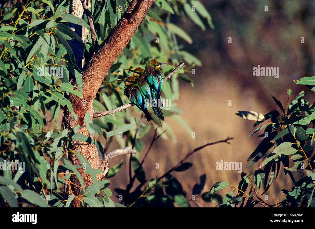 “Rainbow bee eater” Australia Stock Photo - Alamy