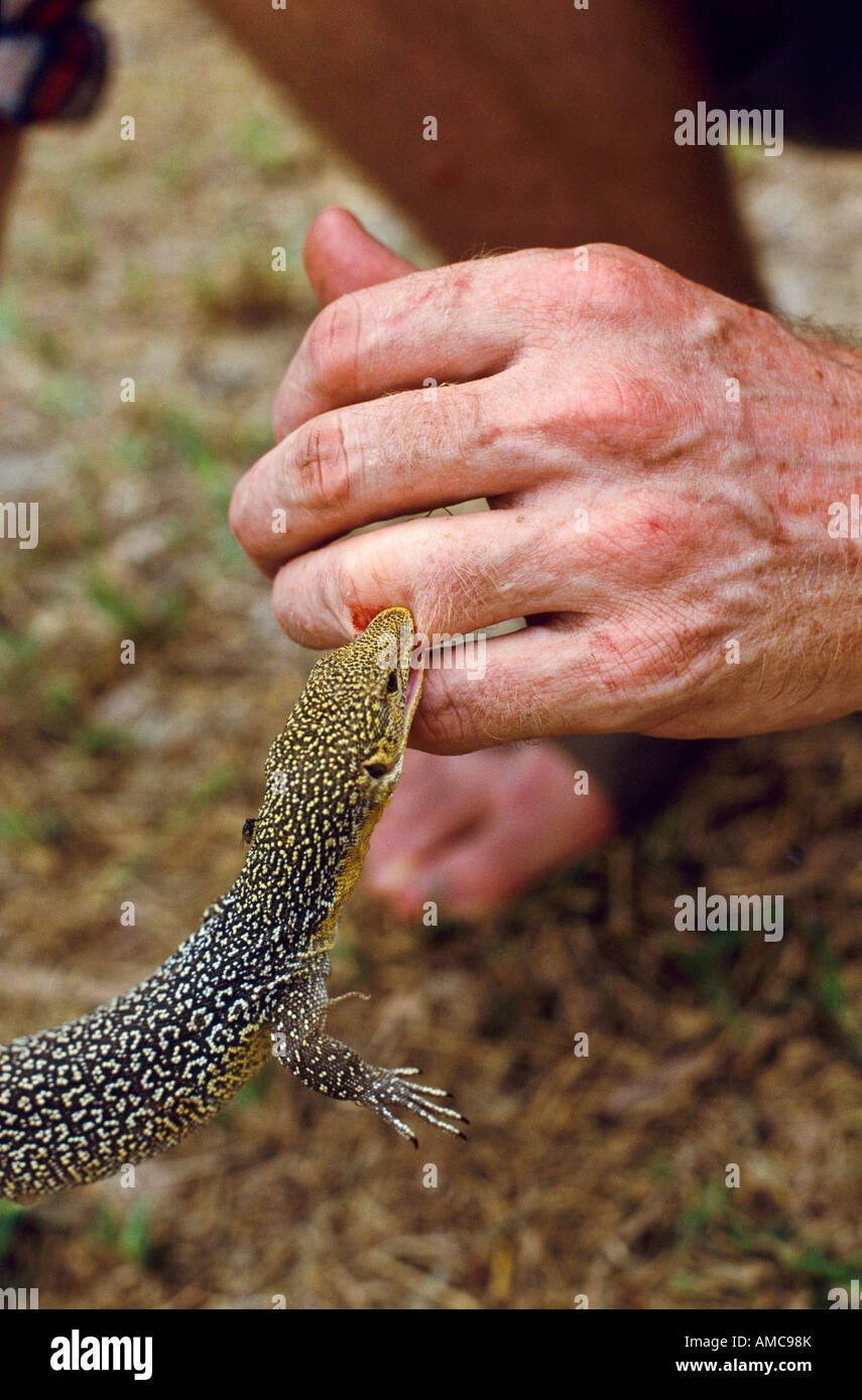 Goanna lizard hi-res stock photography and images - Alamy