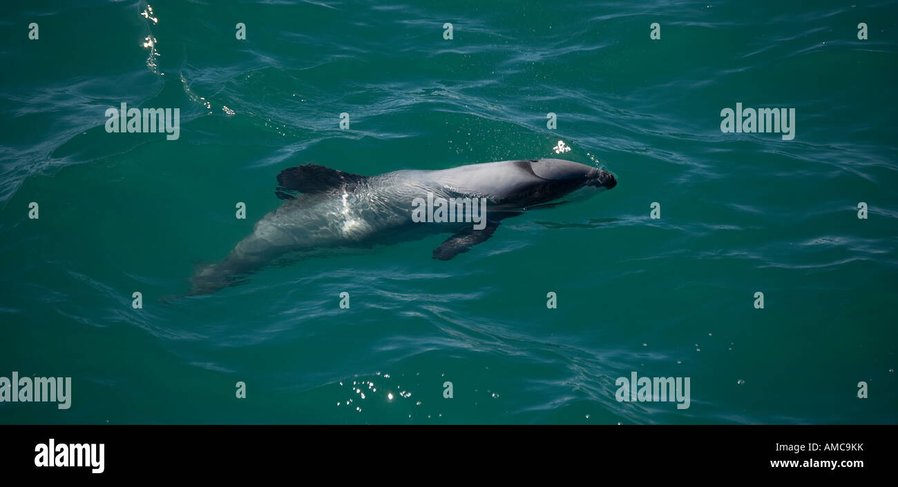 Hector Dolphin (Cephalorhynchus hectori) Kaikoura New Zealand Stock ...