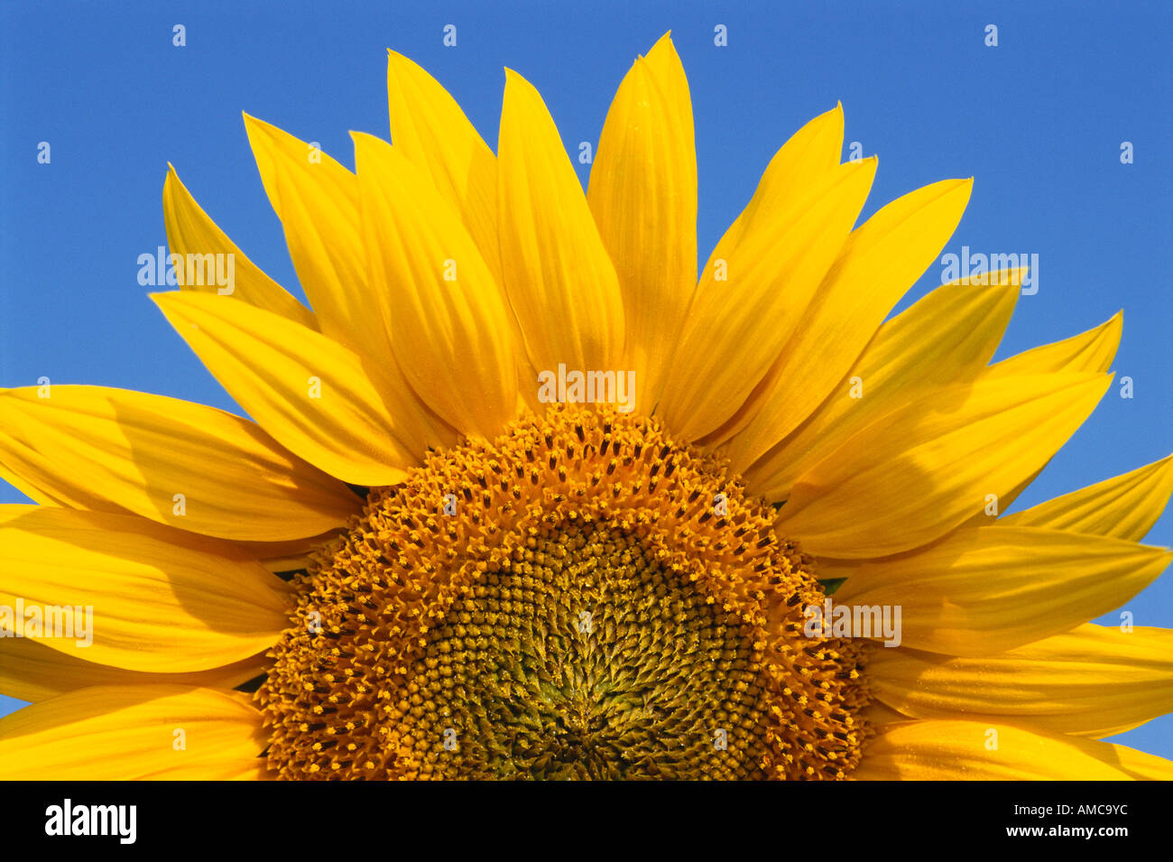 Detailed view of sunflower hi-res stock photography and images - Alamy