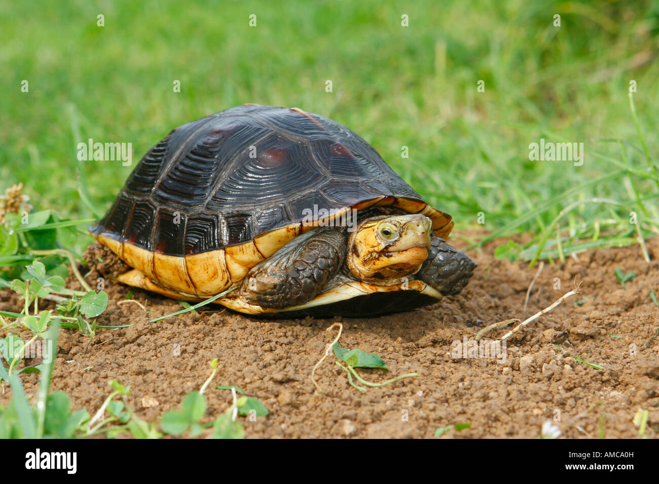yellow-margined box turtle / Cuora flavomarginata Stock Photo - Alamy