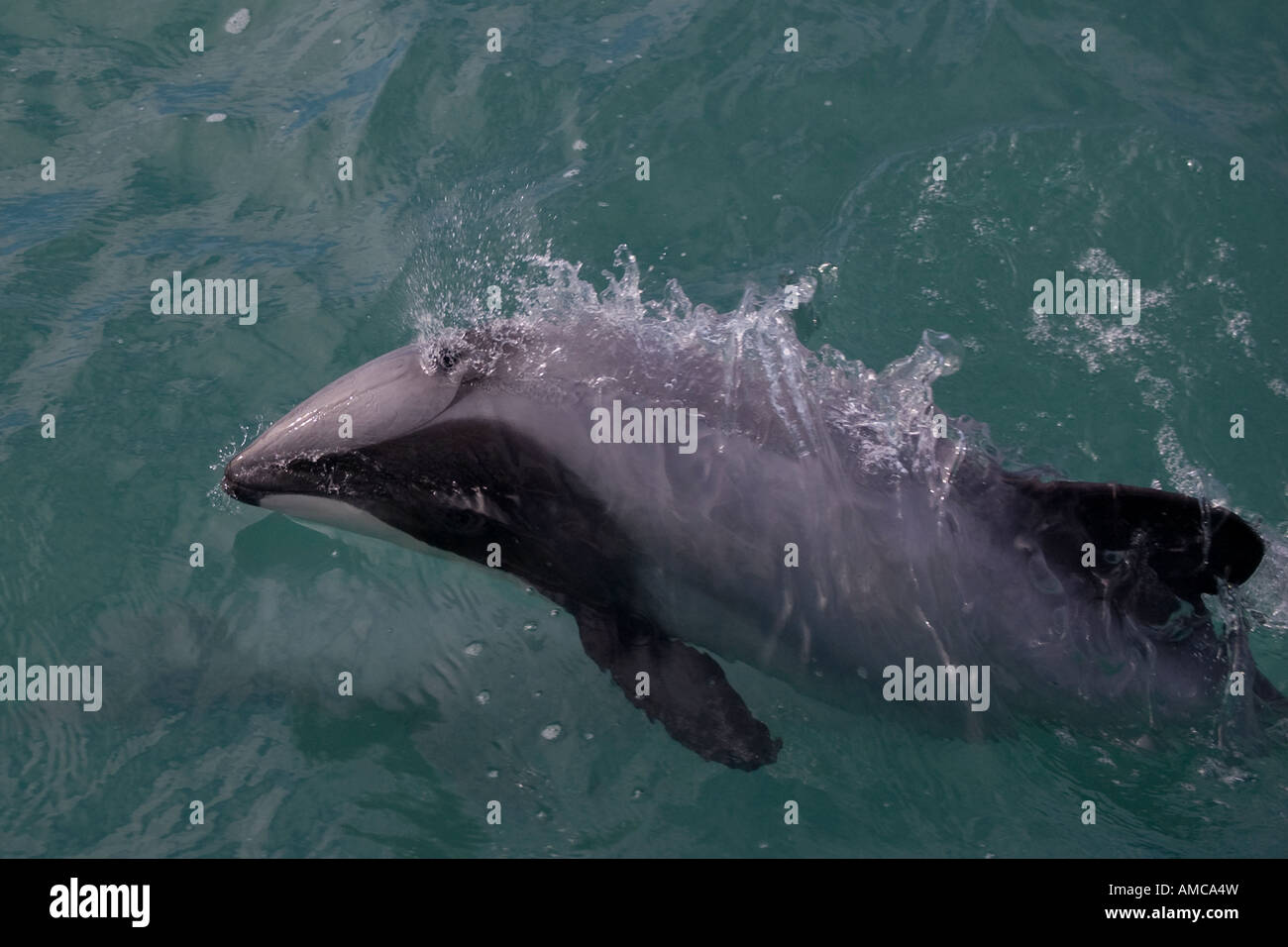 Hector Dolphin (Cephalorhynchus hectori) Akoroa New Zealand Stock Photo ...