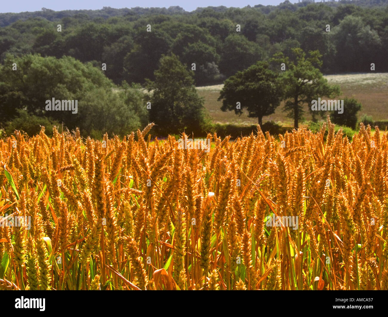 Golden wheatfields hi-res stock photography and images - Alamy