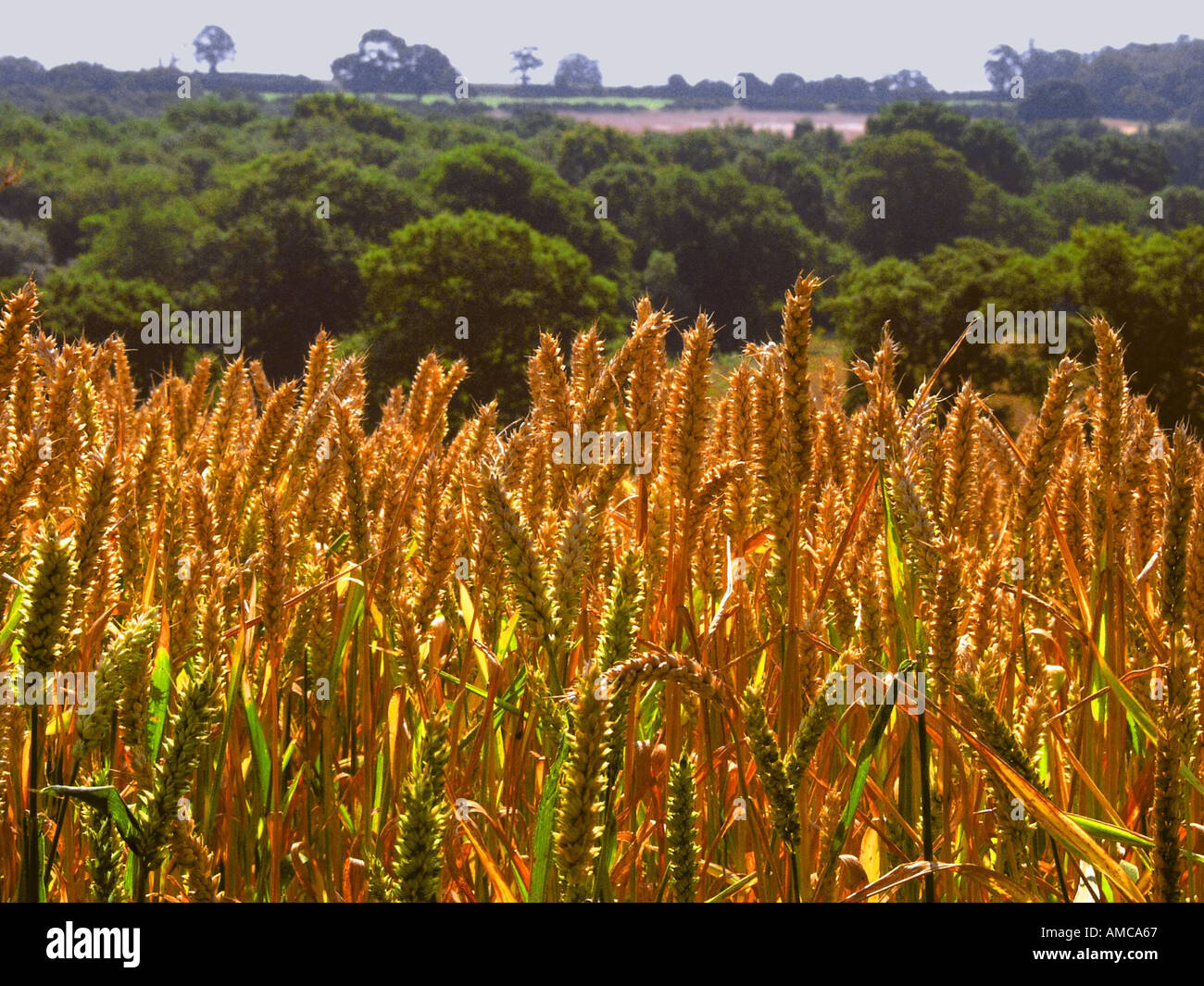 Golden wheatfields hi-res stock photography and images - Alamy