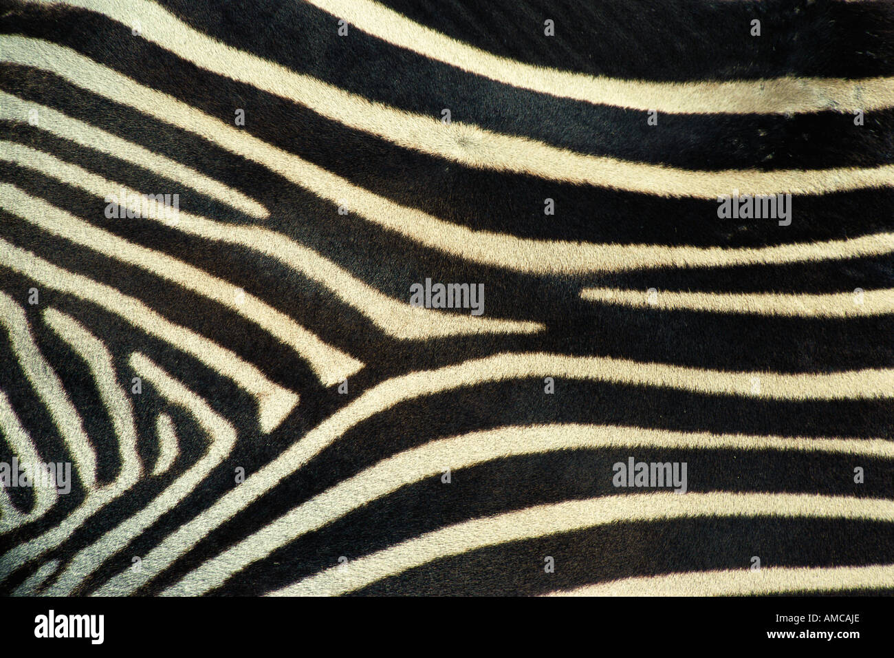 Close Up of Grevy's Zebra Stripes Stock Photo - Alamy