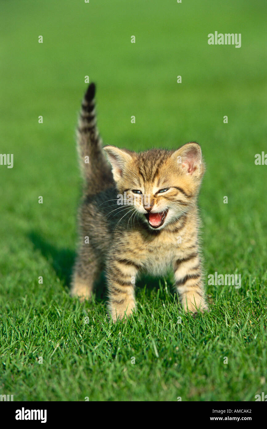 Kitten screaming hi-res stock photography and images - Alamy