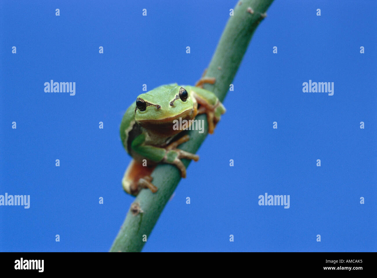Tone frog hi-res stock photography and images - Alamy