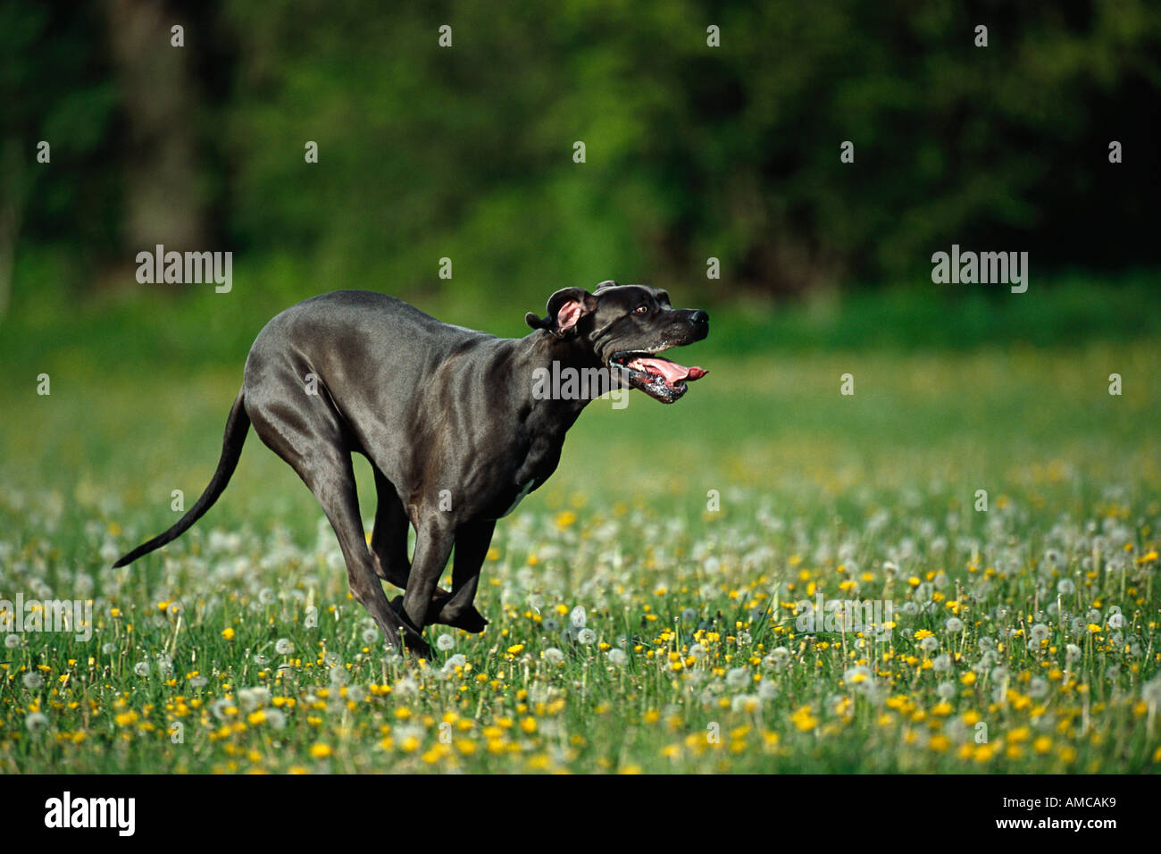 Great Dane Running Stock Photo - Alamy