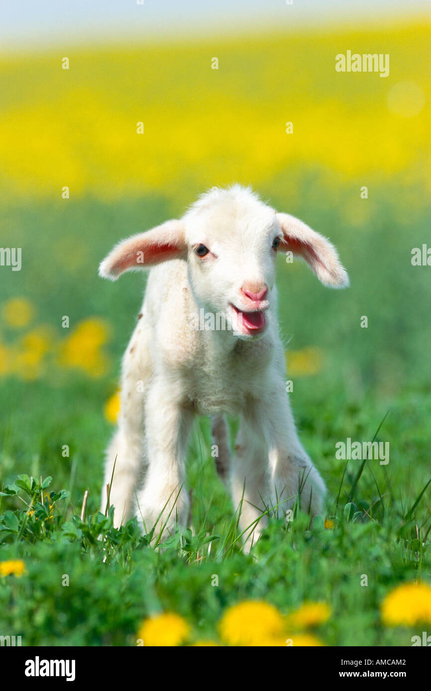 Portrait of Lamb Stock Photo - Alamy