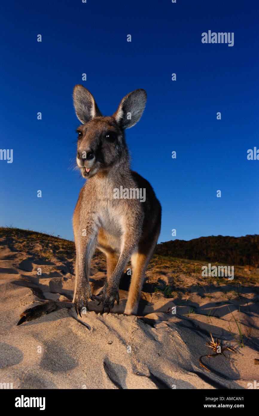 Kangaroo, Victoria, Australia Stock Photo - Alamy