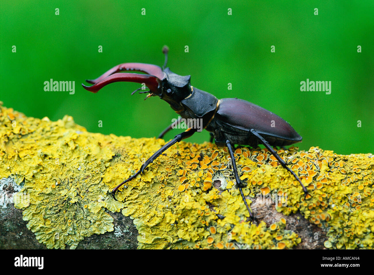 Insect and beetle images hi-res stock photography and images - Alamy