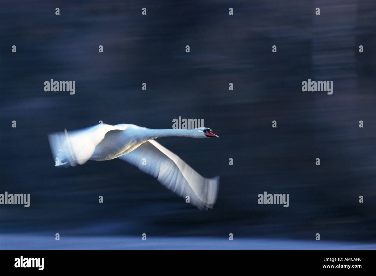 Swift bird in mid flight hi-res stock photography and images - Alamy