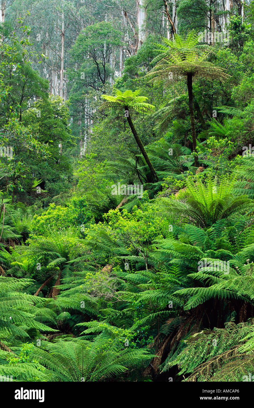 Rainforest, Yarra Ranges National Park, Victoria, Australia Stock Photo ...